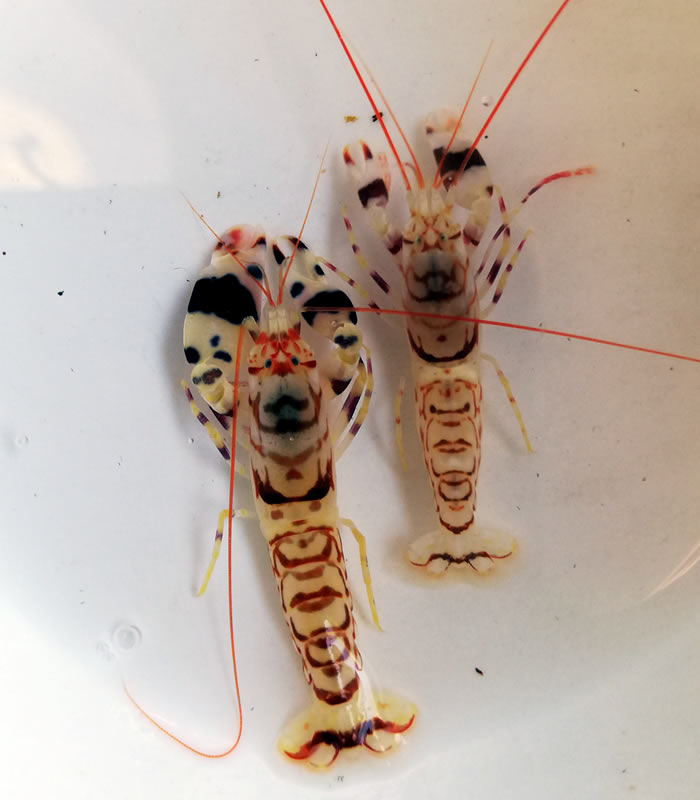 Alpheus bellulus – Paar - Nemo Aquaristik