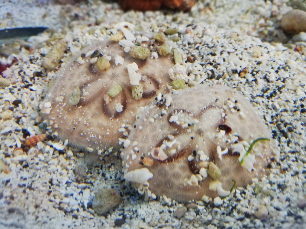 Clypeaster humilis Sanddollar - Nemo Aquaristik